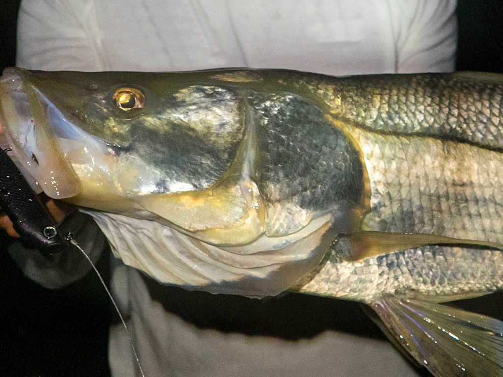ss-monster-snook-caught-on-brilliant-green-fish-light - Florida Fish Lights