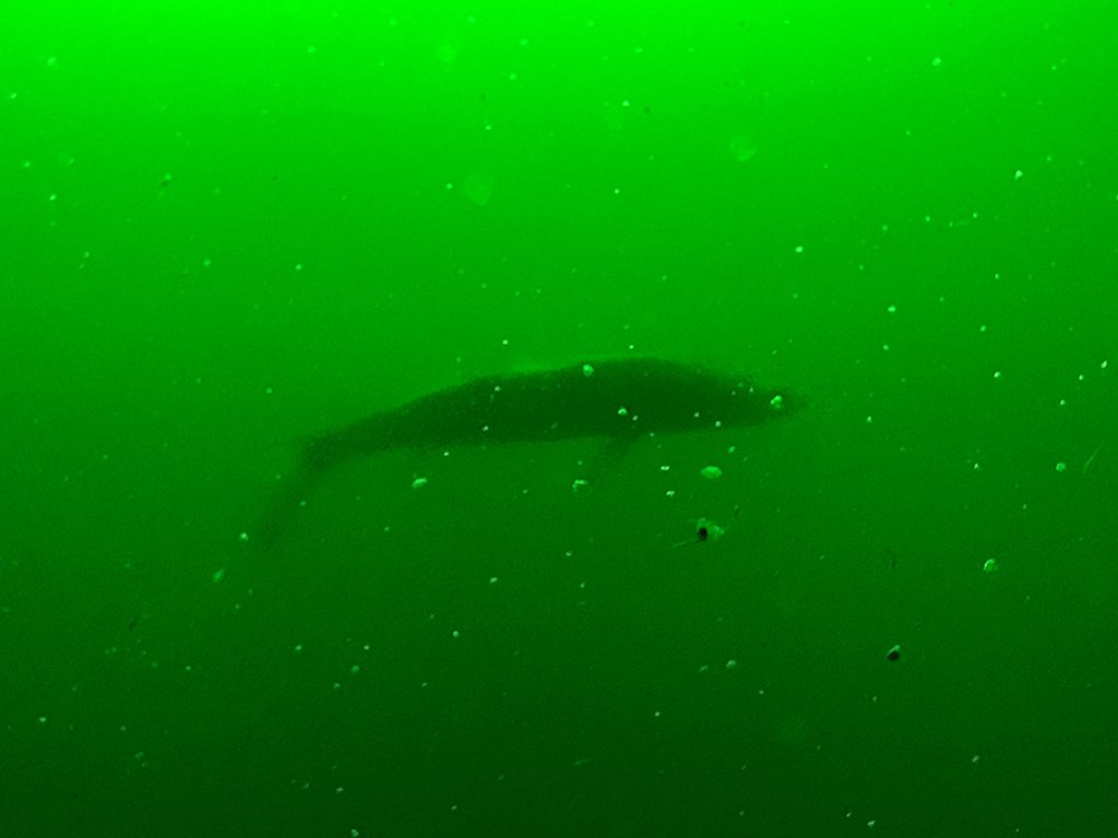 ss-snook-swimming-on-dock-light - Florida Fish Lights